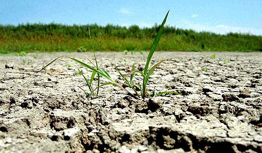 Secetă tradițională - Focus Agricol